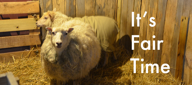 Things for livestock exhibitors to remember during fair season in Ohio